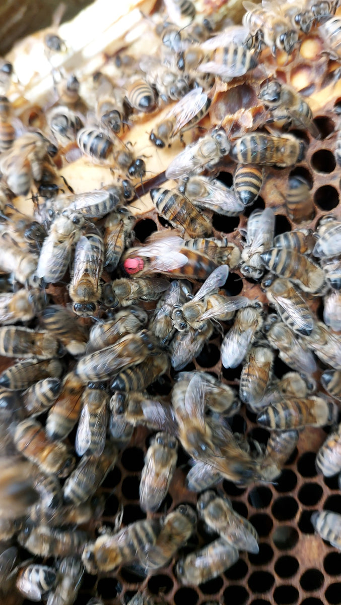 Beekeeping Experience £49.95 per person – Beeshack