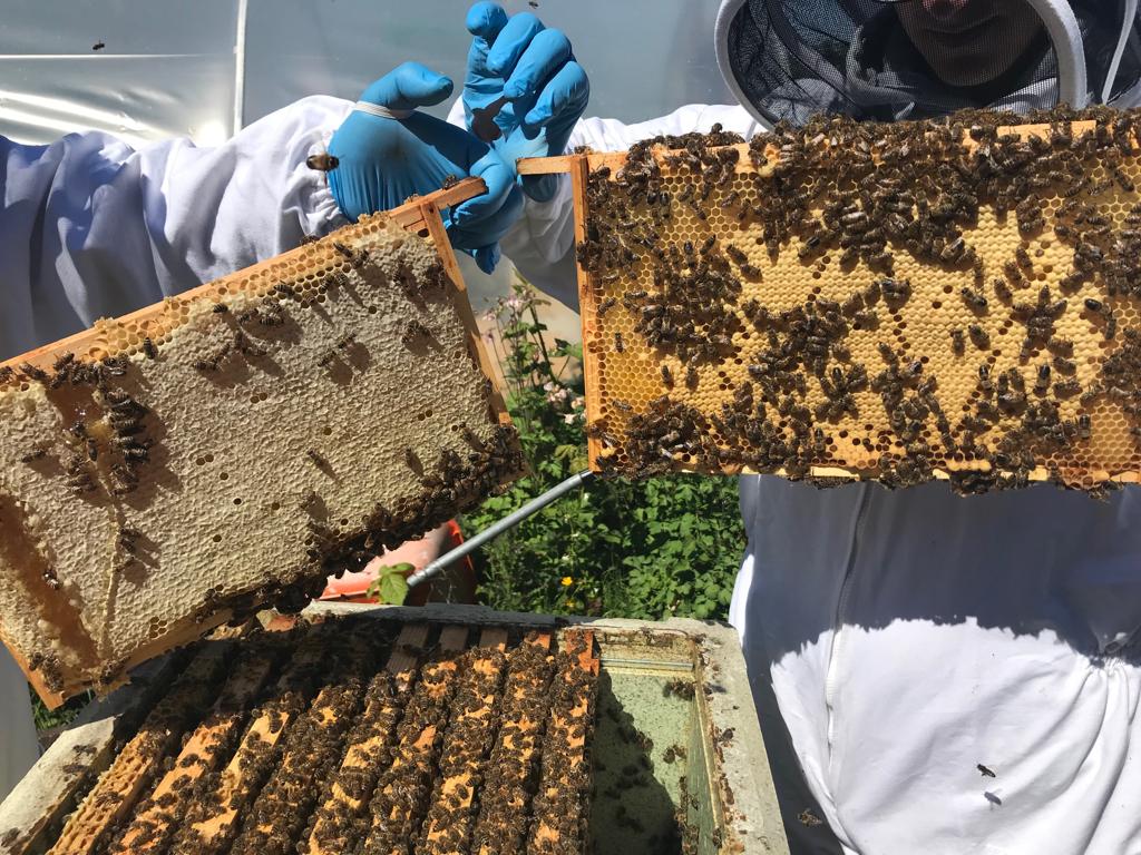 beekeeping course 2022 – Beeshack